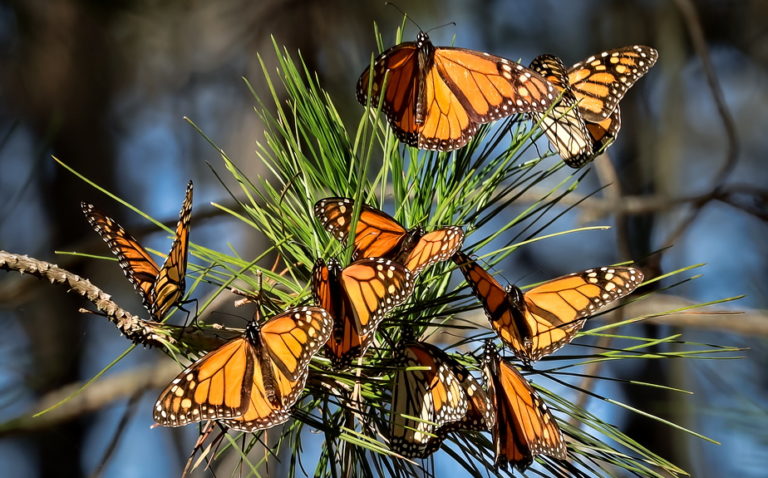 TCN | Monarch butterflies, already in peril, can’t seem to catch a break