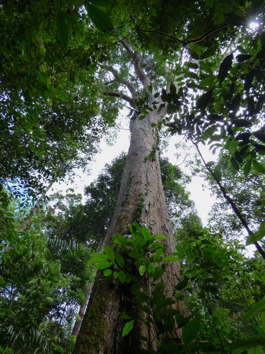 TCN | The Amazon forest: Crucial for Earth’s climate but facing new threats